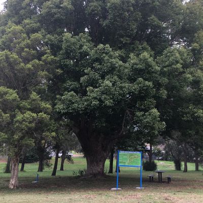 Black Gully Reserve, Toowoomba - Newtown, Australia | UDisc Disc Golf ...