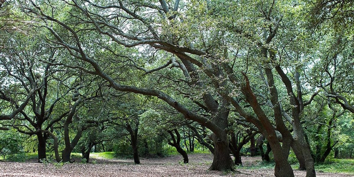 2025 Earth Day Pop up/ Clean up | Norfolk, VA | UDisc Events